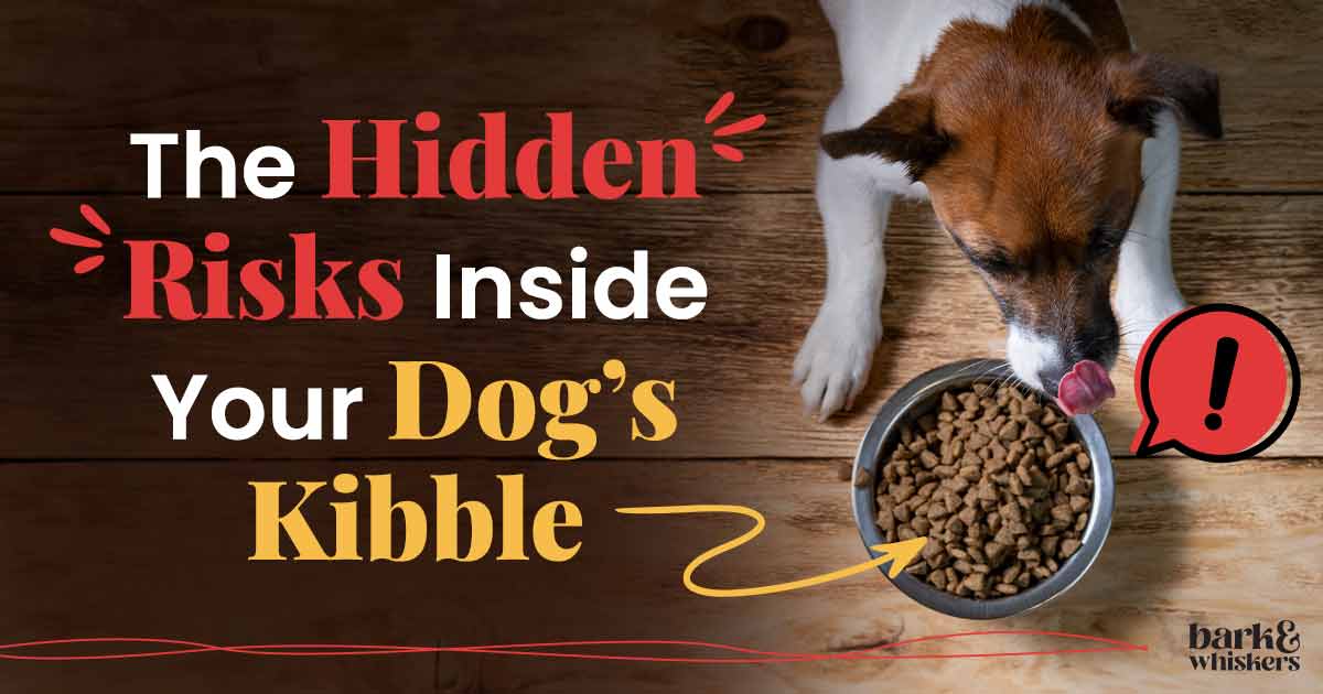 Common Contaminants in Dry Dog Food