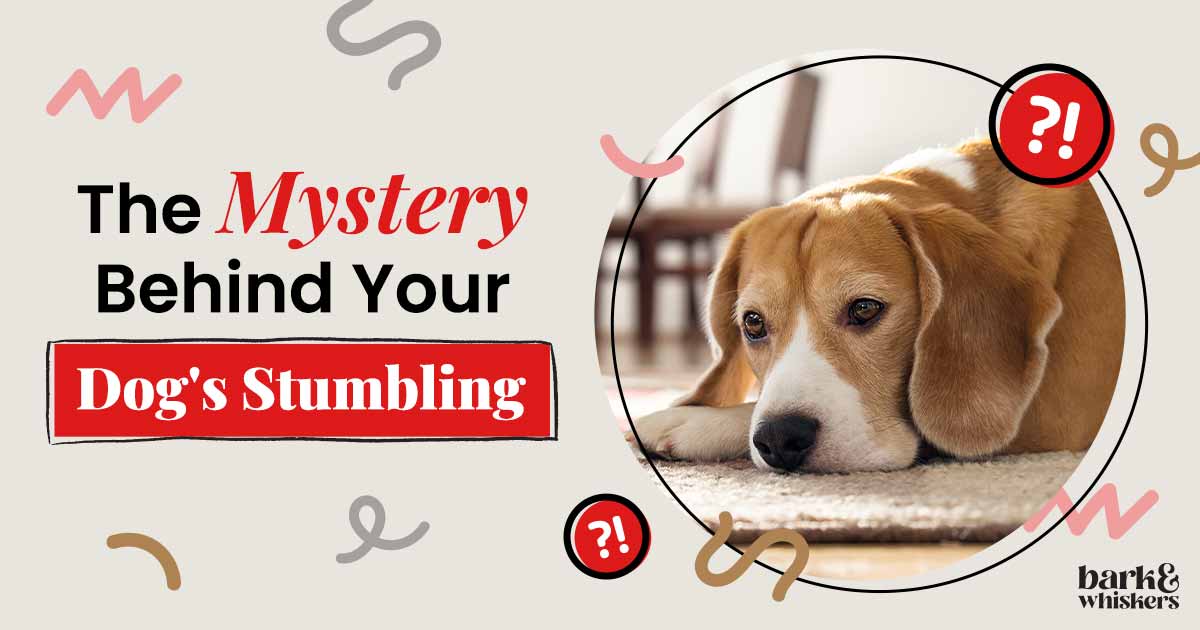 Peripheral Vestibular Disease in Dogs