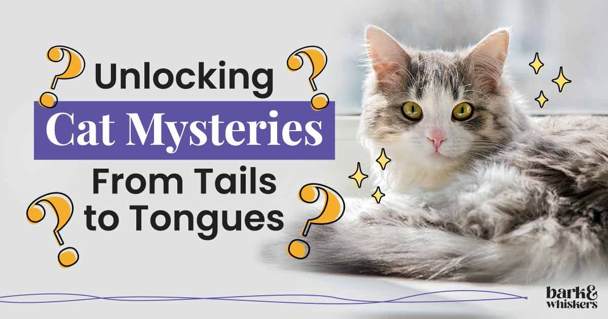Complexities of Our Enigmatic Feline Family Members