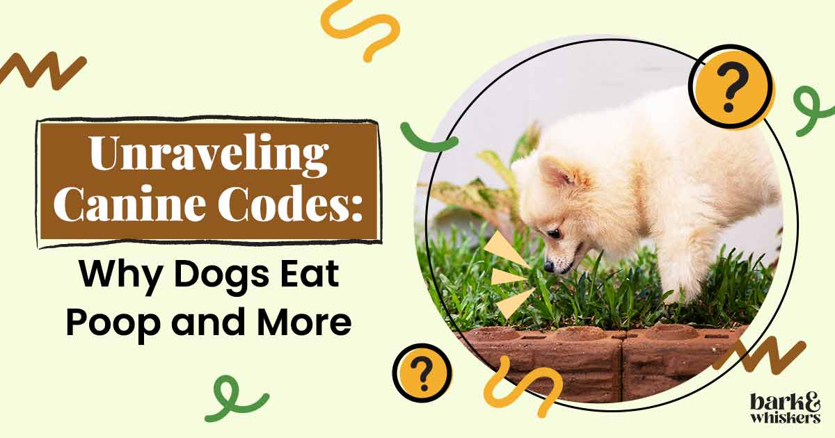 35 Tips for Translating Your Dog’s Language