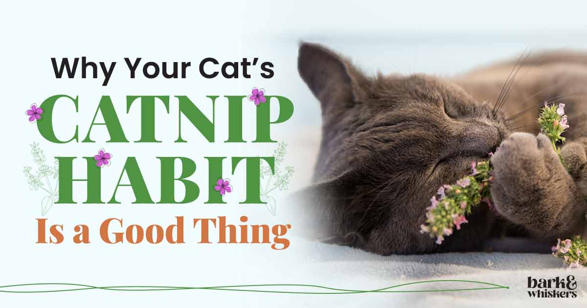Why Do Cats Love Catnip?