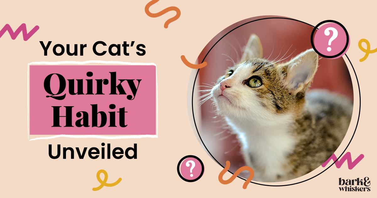 Why Cats Wiggle Their Behinds