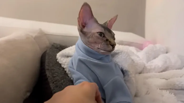 Funny Disabled Cat Has Mastered Life