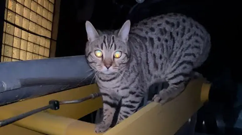 Guy Makes an Outdoor Elevator for His Cat