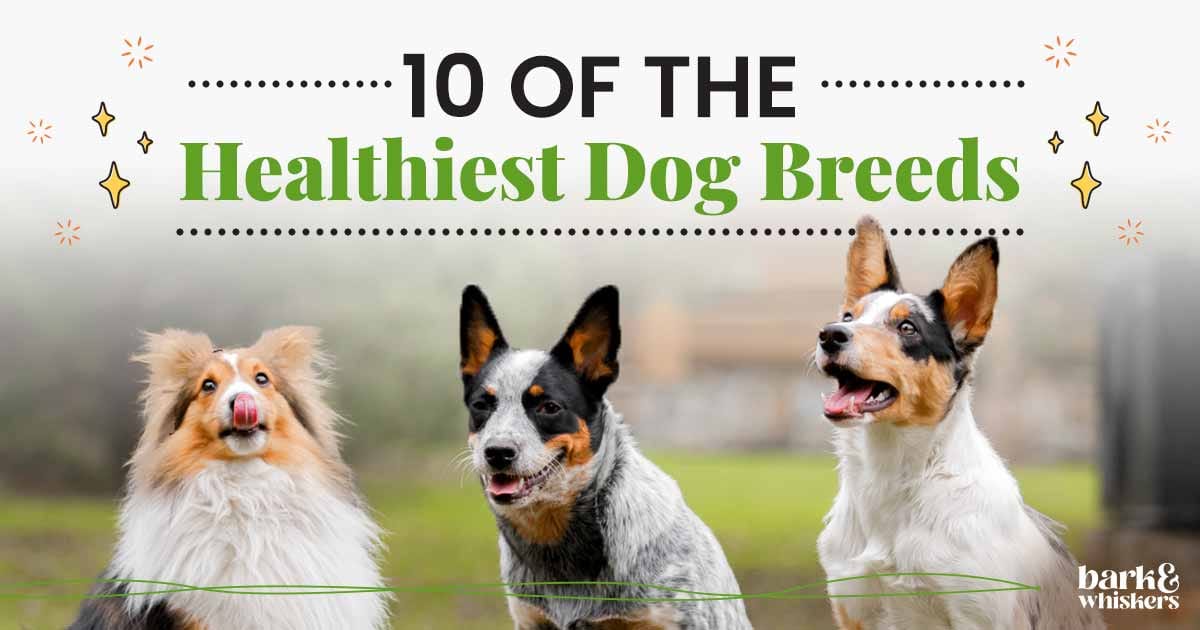 10 of the Healthiest Dog Breeds You Could Ever Wish For