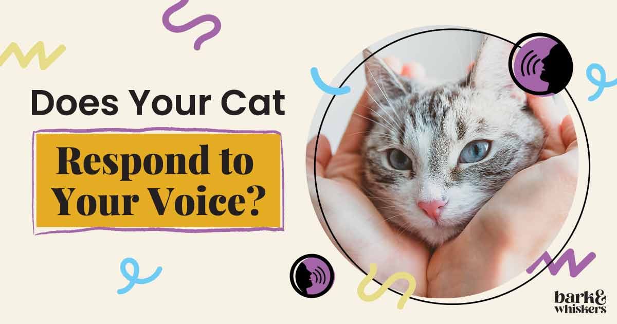 Can Your Cat Actually Recognize Your Voice?