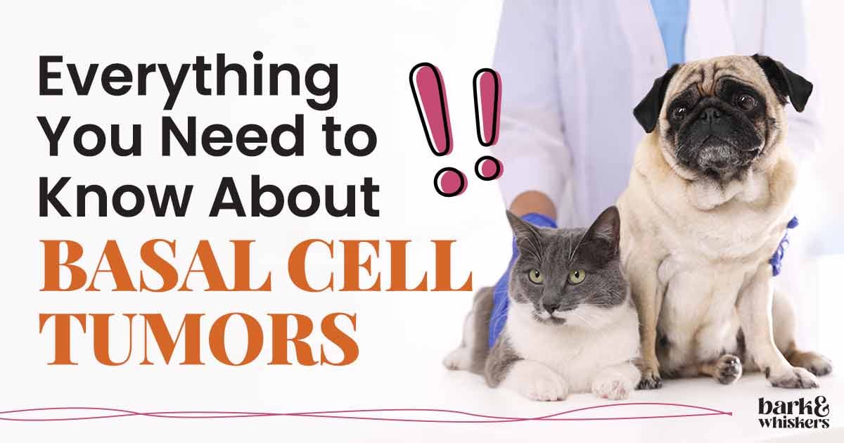 Basal Cell Tumor in Pets: Diagnosis and Treatment