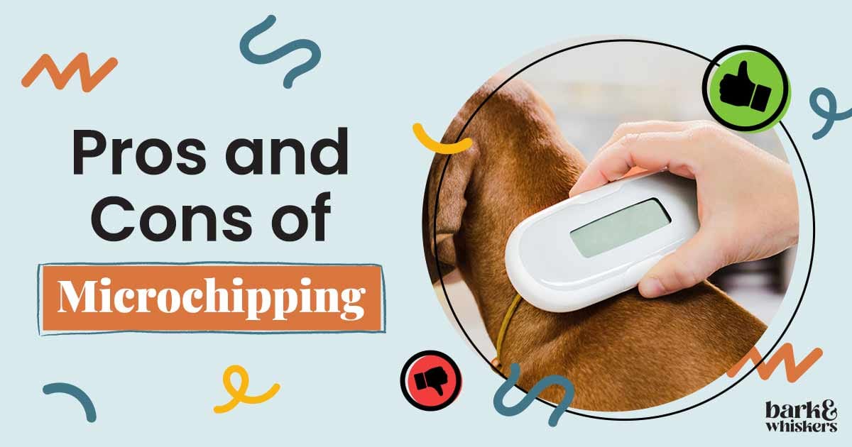 National Pet Identification Week: Microchipping Pros & Cons