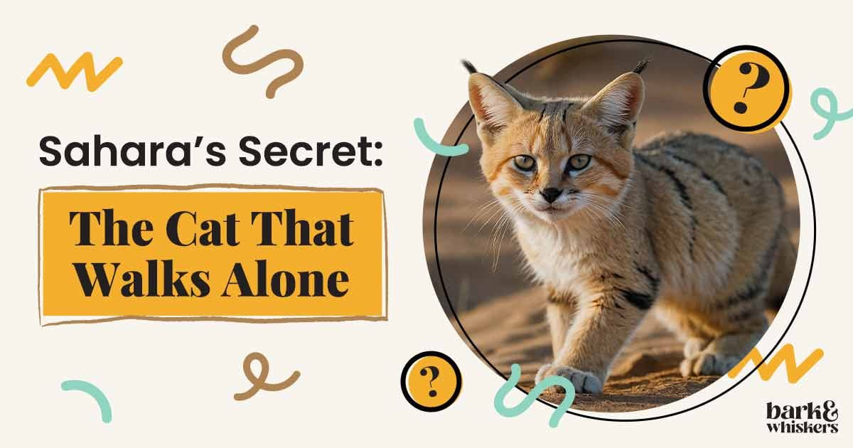 Saharan Sand Cat: The Cat That Walks Alone