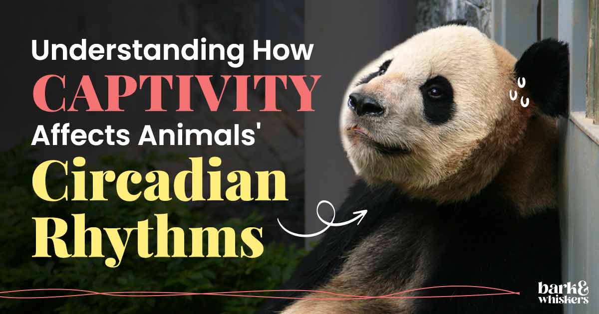 Animals' Circadian Rhythms Could Improve Animal Welfare