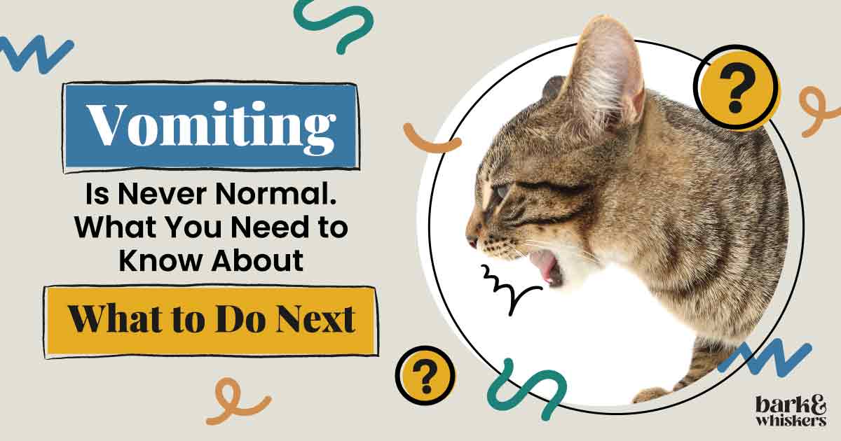 Reasons Behind Cats' Chronic Vomiting and Ways to Treat It