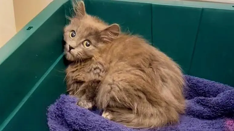 'Kitten Distribution System' Placed Baby in Their Backyard!