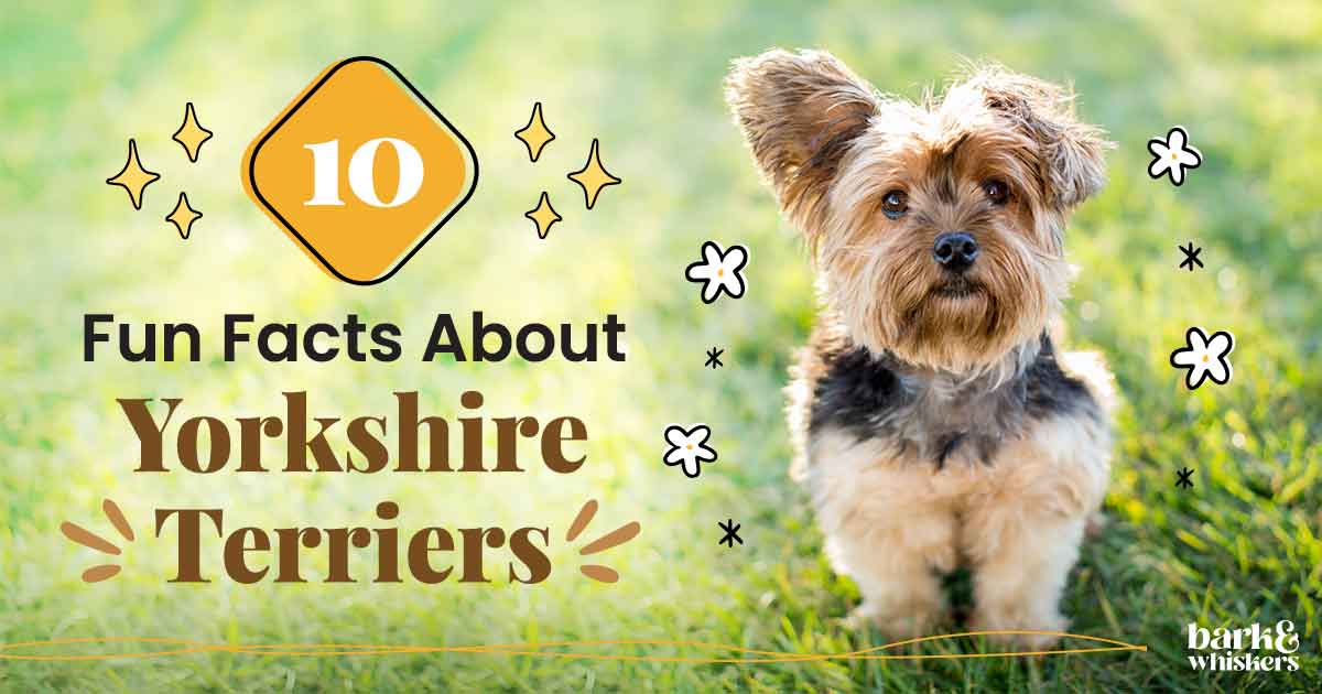 Yorkshire Terrier Fun Facts