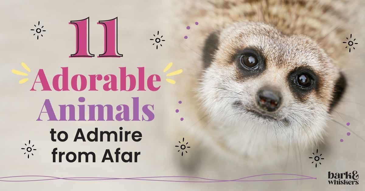 11 Cute Animals That May Be Dangerous to You