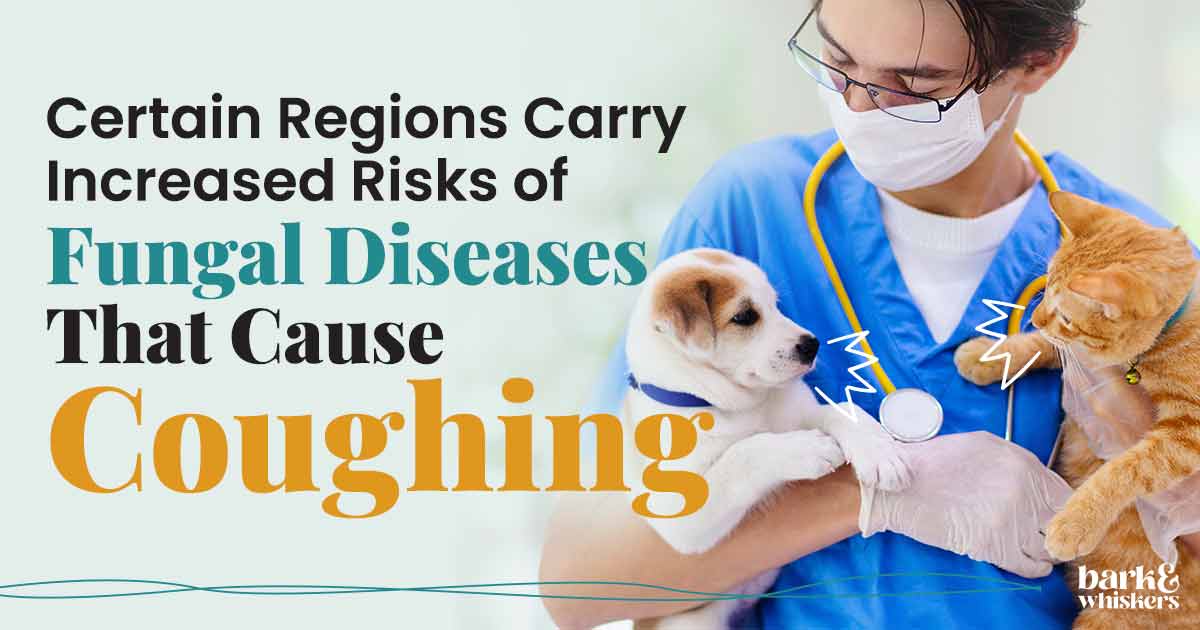 Valley Fever in Pets: Symptoms, Causes and Treatment