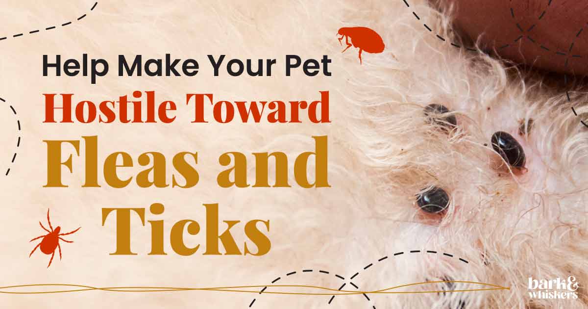 Flea and Tick Prevention in Pets