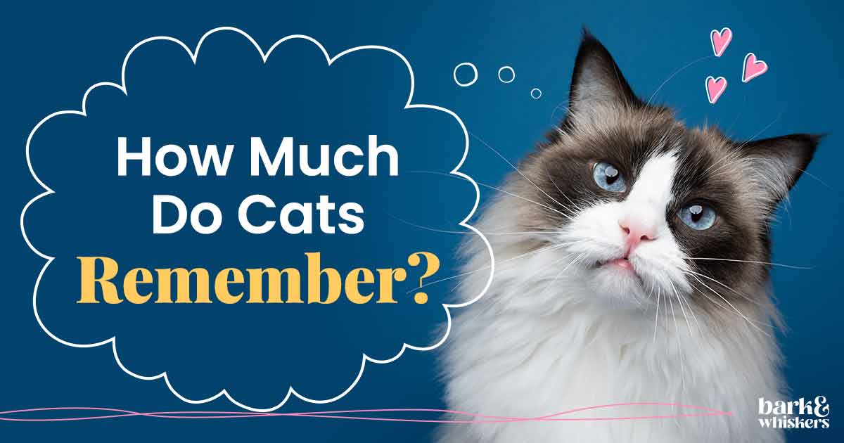 Memory Lane With Your Feline Friend: Inside the Mind of Your Cat