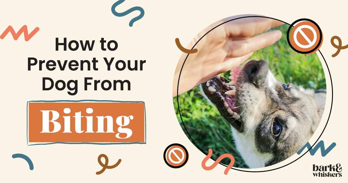 Telltale Clues a Dog Is About to Bite and How to Stop It