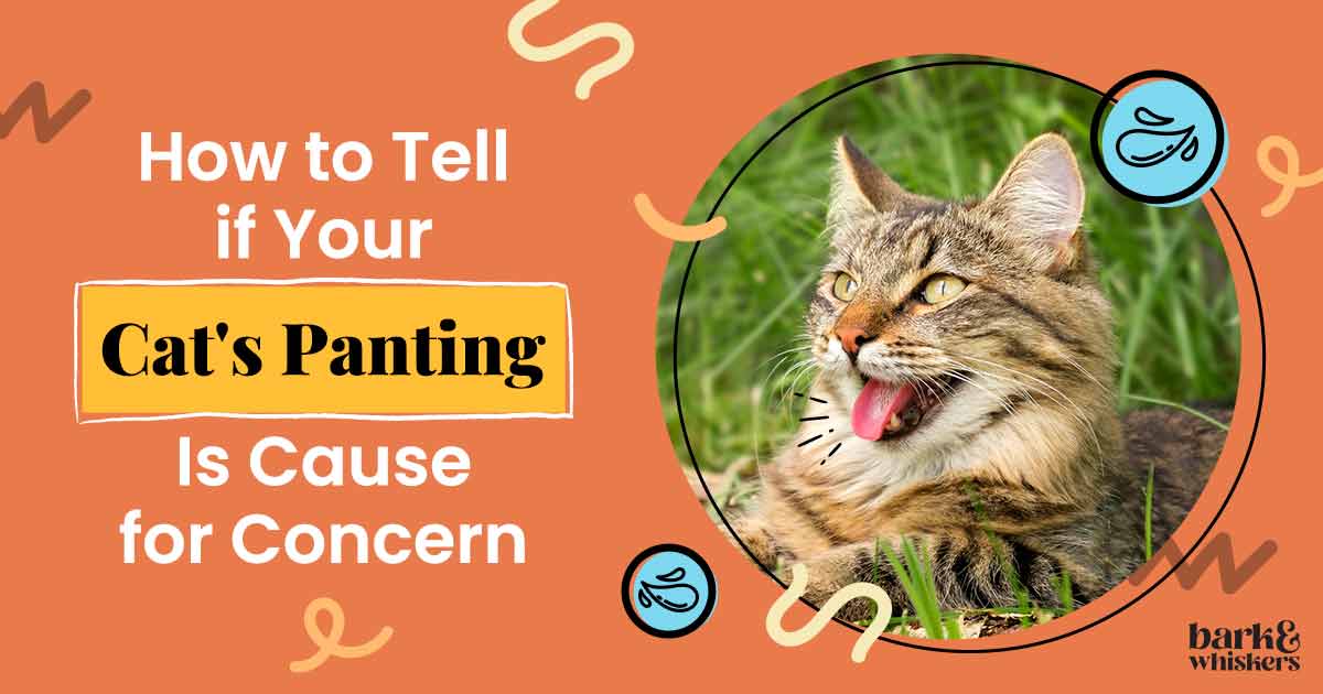 How to Tell if Your Cat's Panting Is Cause for Concern