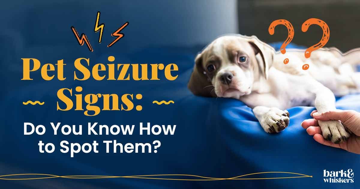 Pet Seizures - Knowing the Signs and What to Do