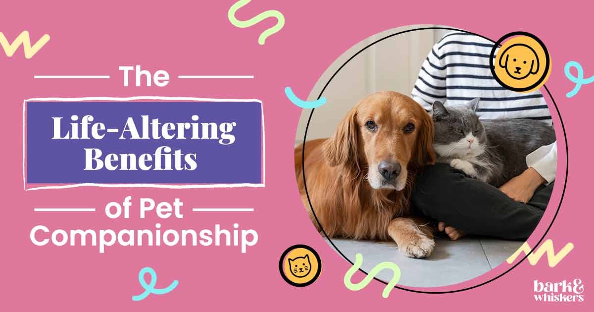 The Life-Changing Advantages of Having Pets