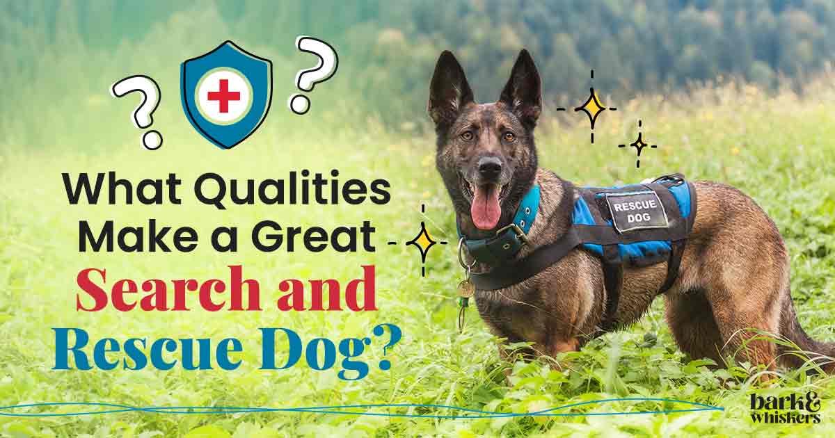 What Does It Take To Be a Search and Rescue Dog?
