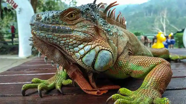 5 Fascinating Facts About Lizard Behaviors