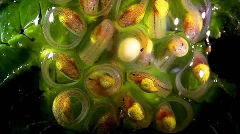 From Tadpoles to Frogs: An Incredible Metamorphosis