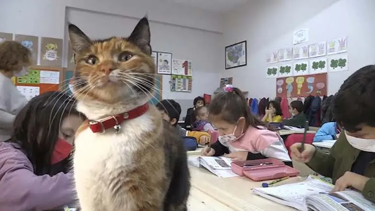 Stray Cat Becomes Primary School's Mascot