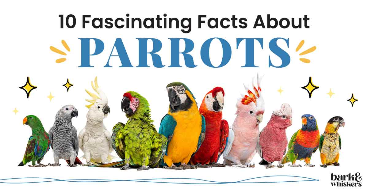 Parrot Facts Kingdom Animalia