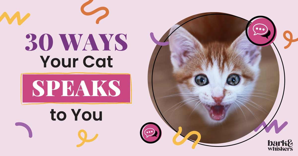 Understanding How Cats Communicate