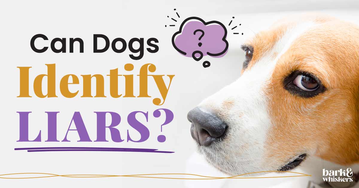 Dogs' Ability to Identify Liars