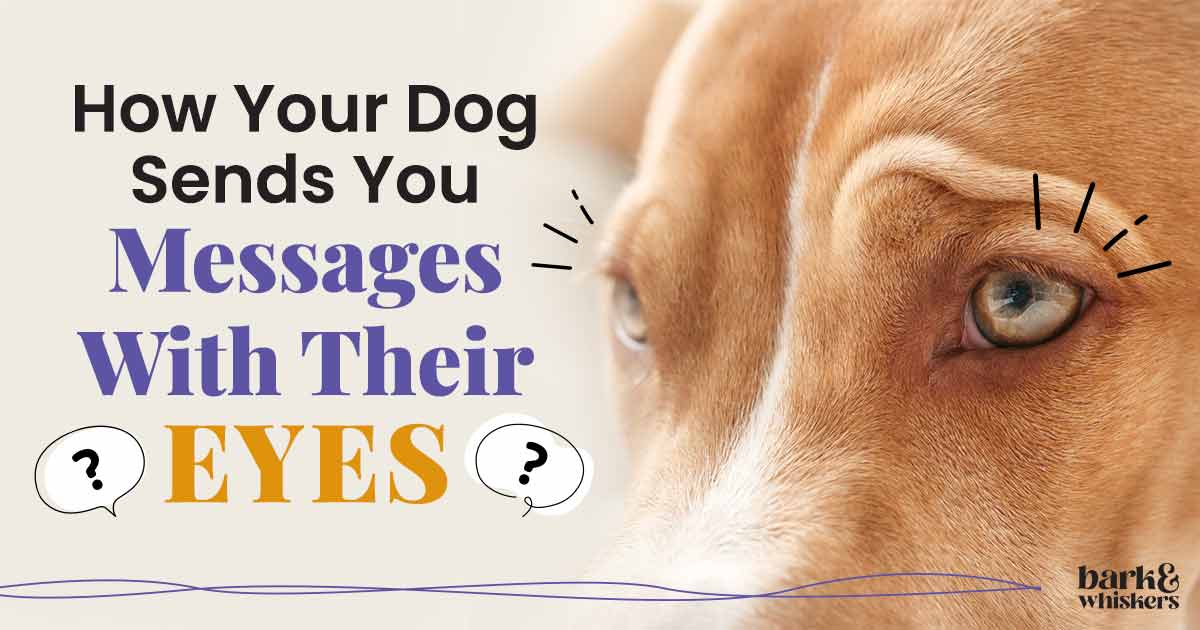 How Your Dog Sends You Messages With His Eyes