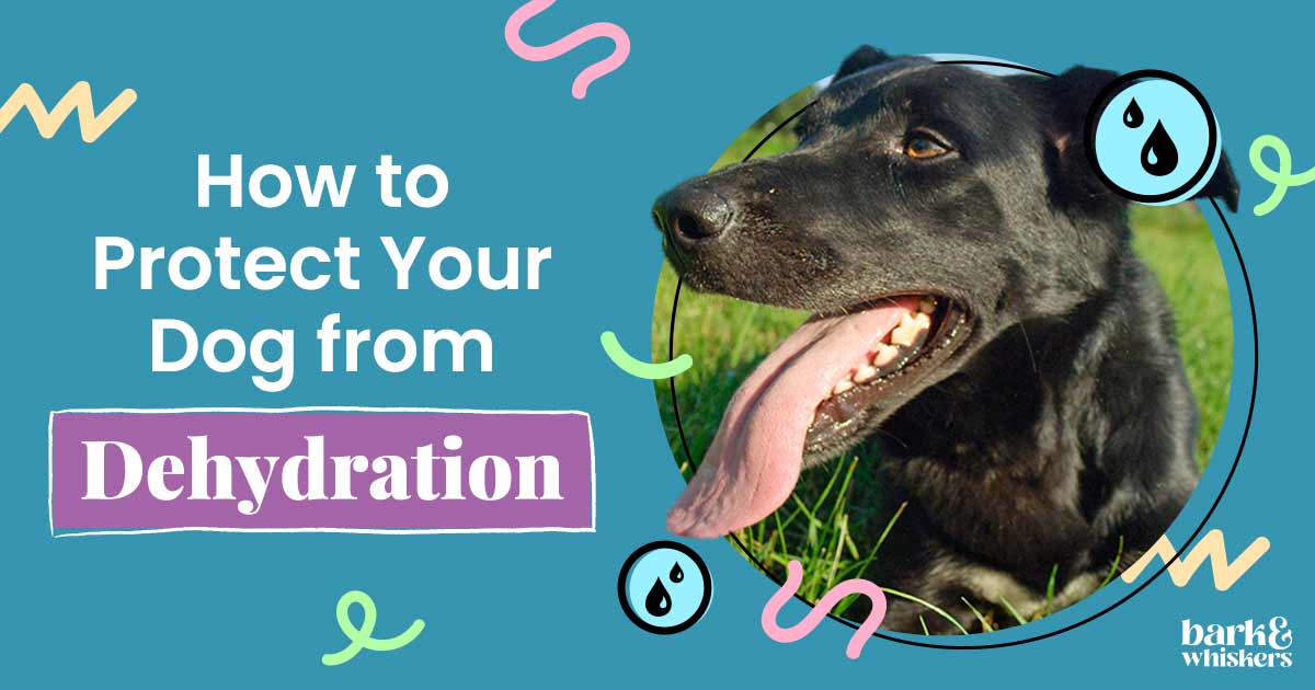 Dehydration in Dogs: Symptoms, Causes and Treatment