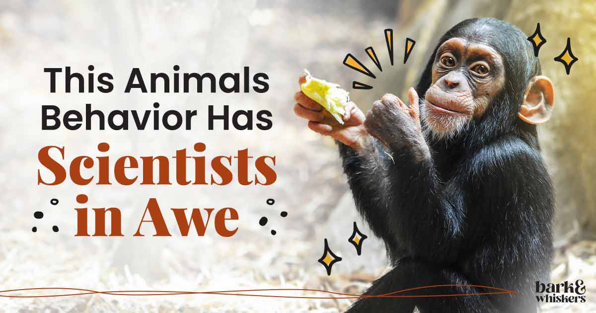 Playful Teasing in Four Great Ape Species