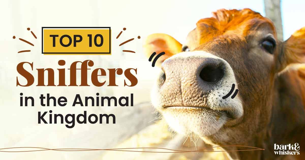 Top 10 Sniffers in the Animal Kingdom