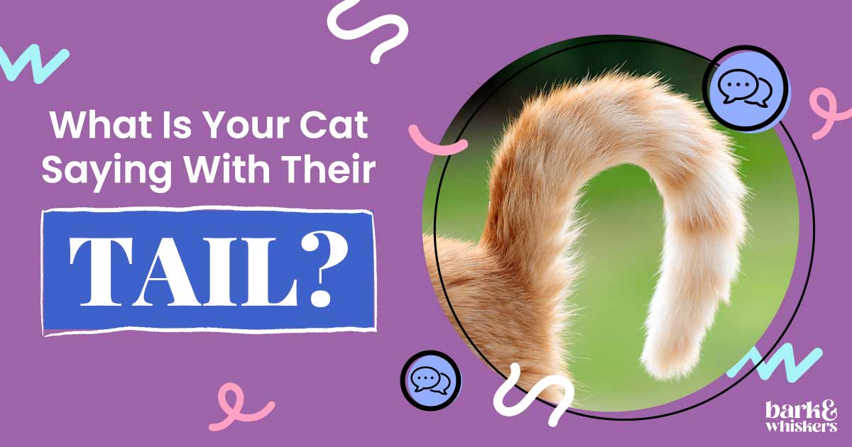 Cat Tail Language: Understanding Your Pet Cat
