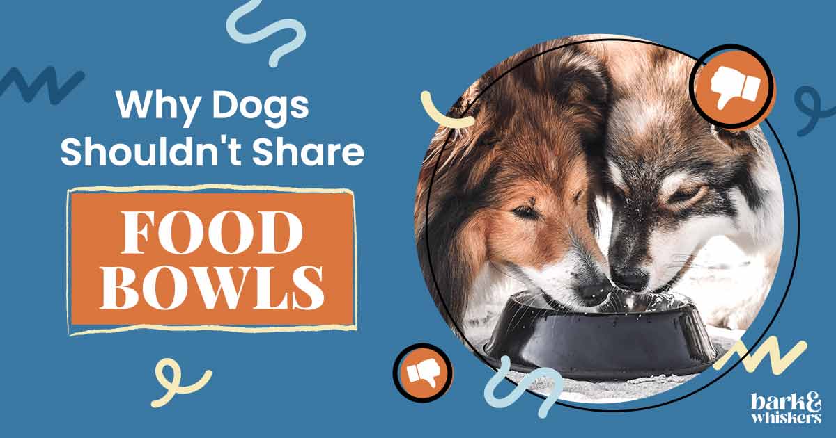 Food Bowl Sharing: Bad Idea for Households With Multiple Pets