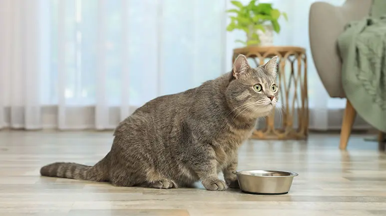 Cats Are Equipped With Several Bitter Taste Receptors