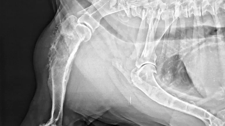 Osteomyelitis May Make Your Pet Lame or Worse