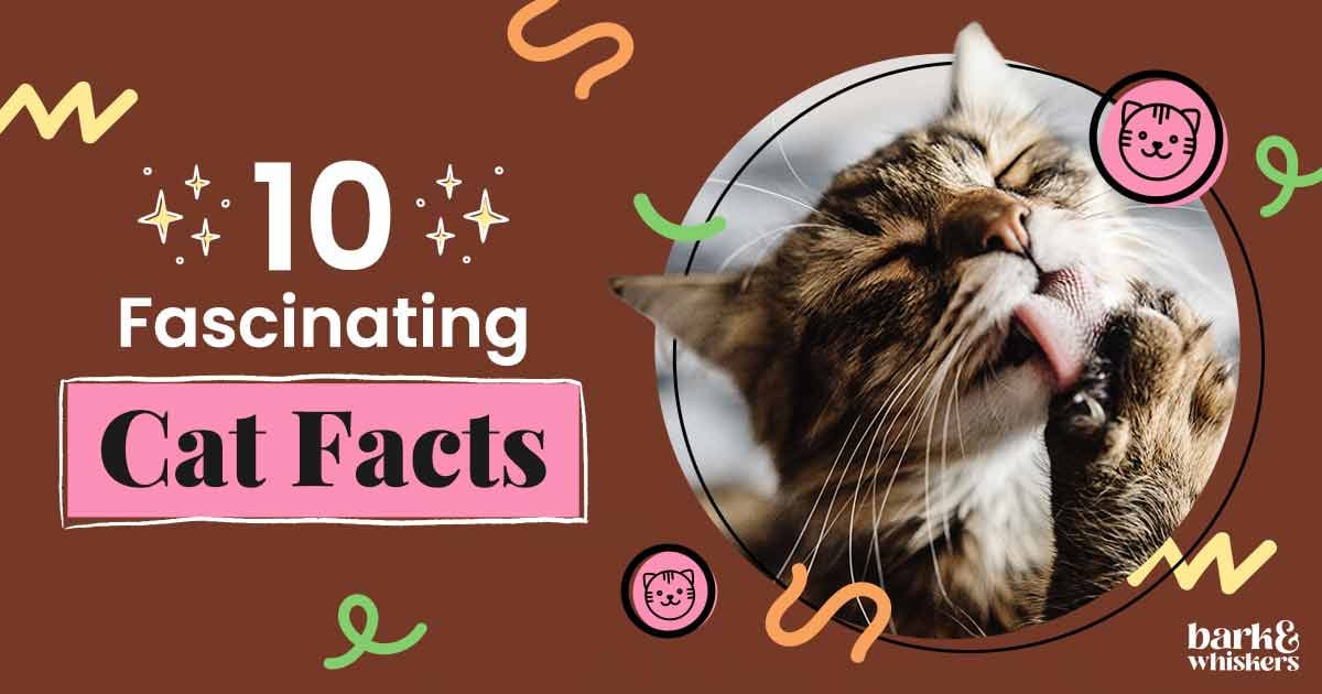 10 Fascinating Cat Facts That Even Their Owners Don’t Know