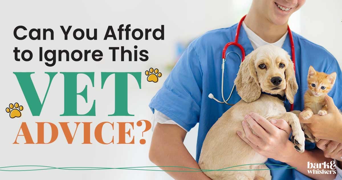 Regular Preventive Care: No. 1 Action for Keeping Your Pet Well