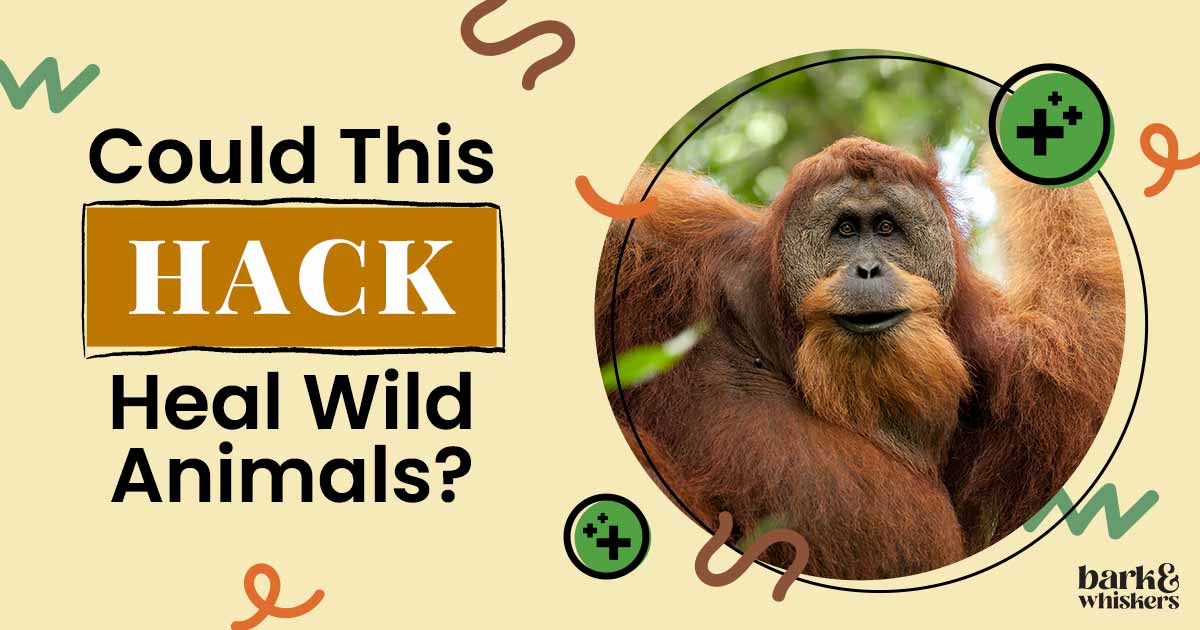 Orangutan Self-Medicates Wound With Medicinal Plant