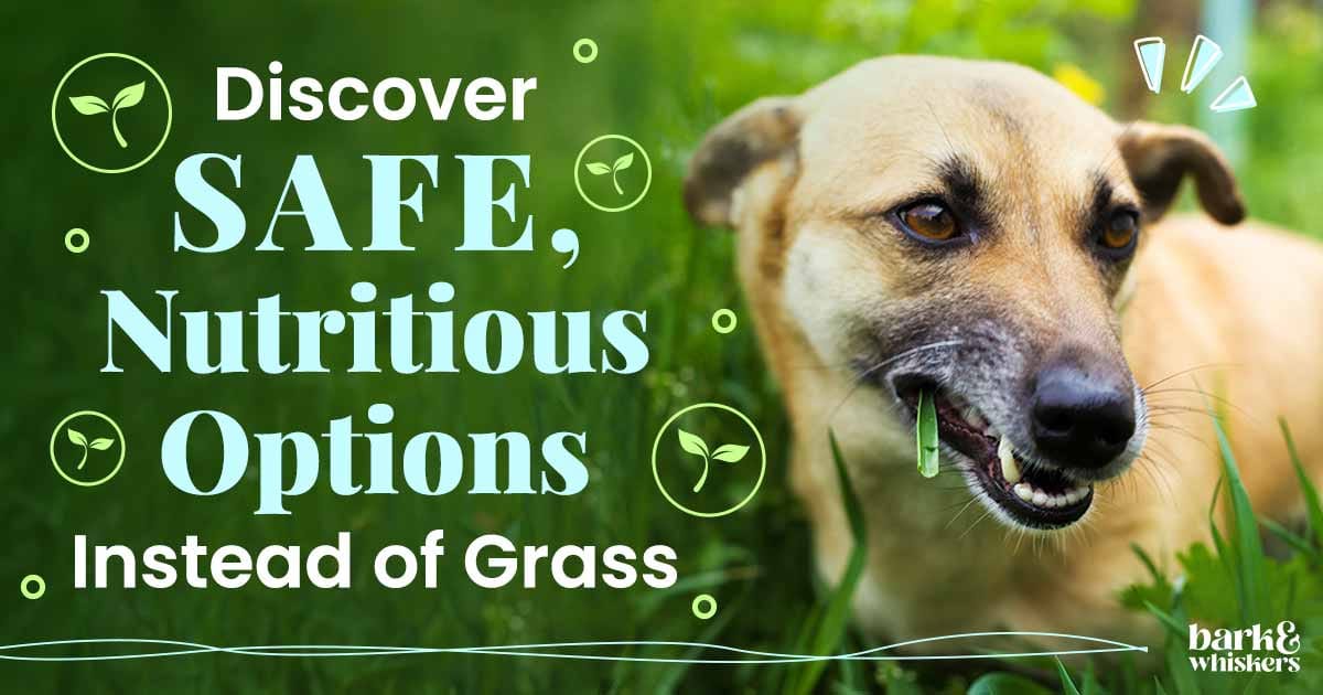 Benefits of Sprouting Seeds for Pets