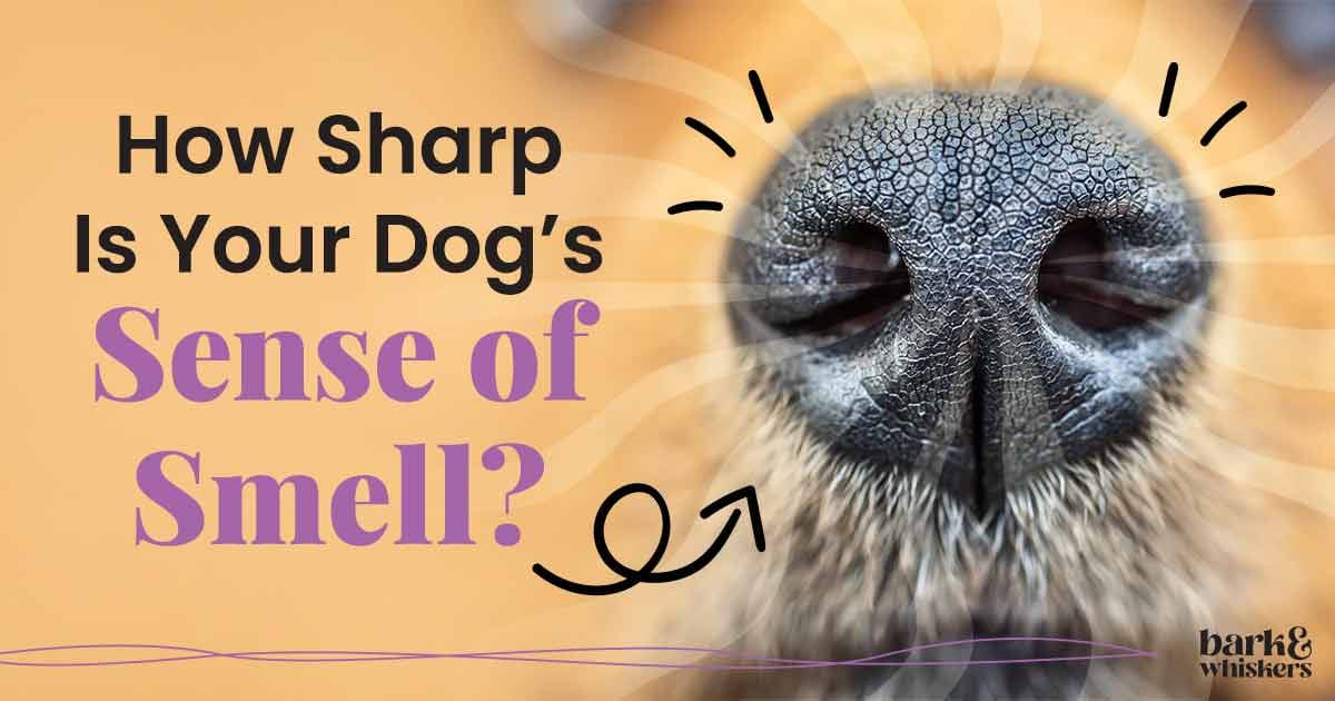 Canine Olfactory Powers: How Sharp Is Your Dog’s Sense of Smell?