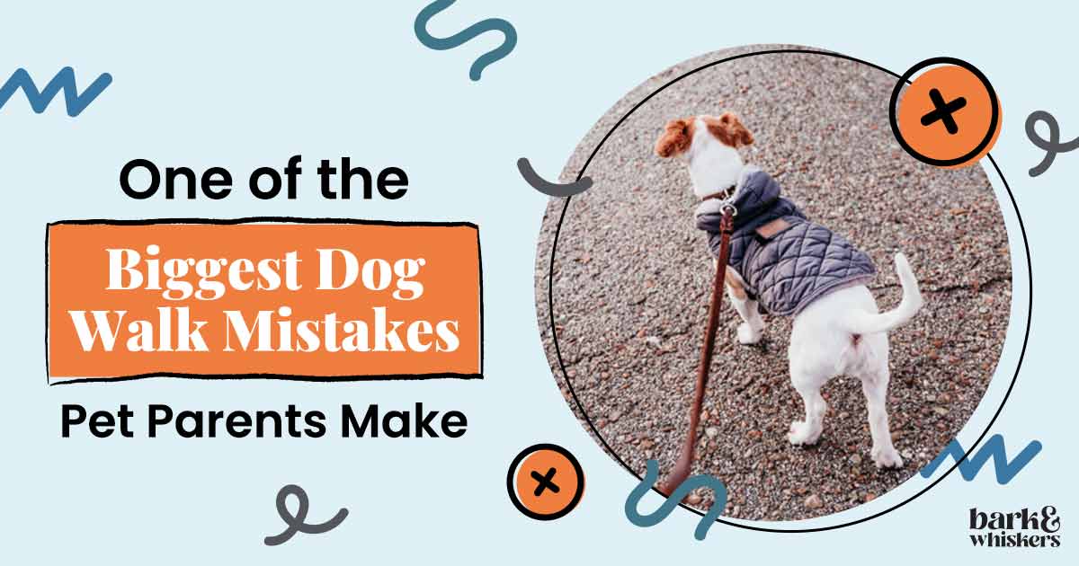 Distracted Dog Walking