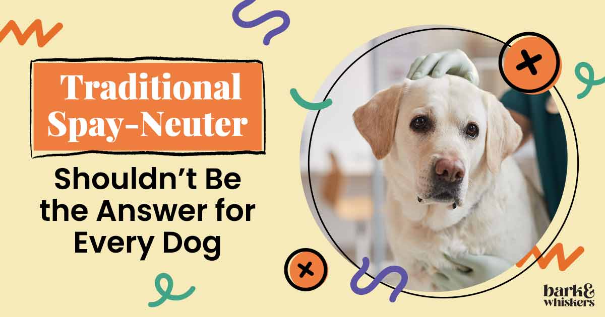Spay-Neuter Techniques Can Be More Risky