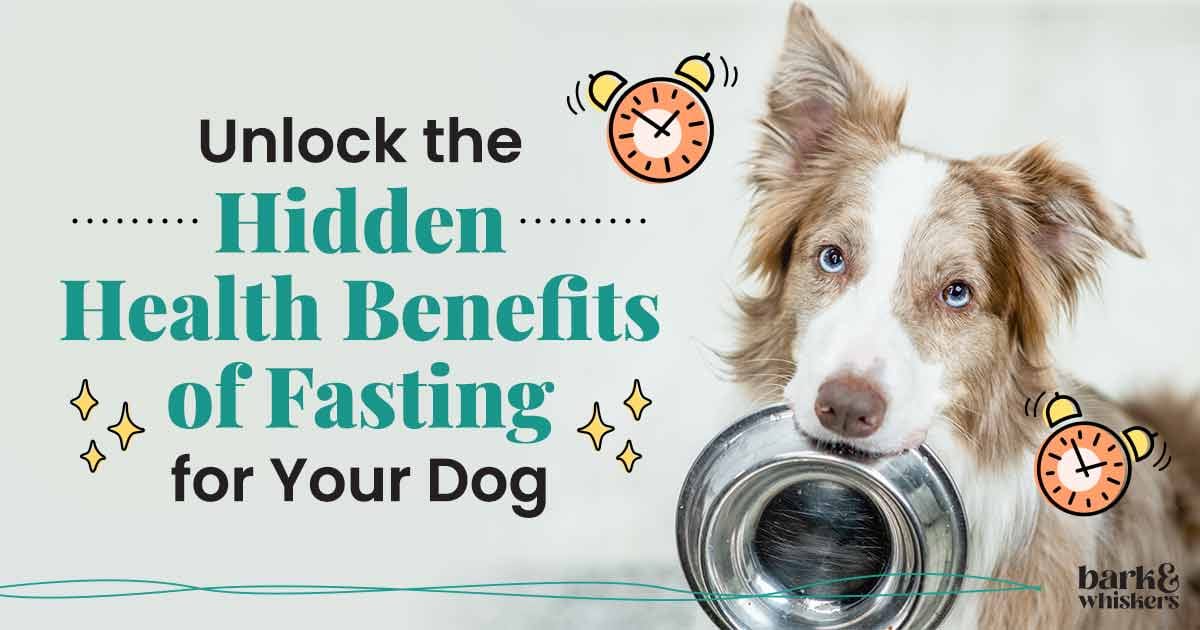 Intermittent Fasting Can Be a Godsend for Your Pet