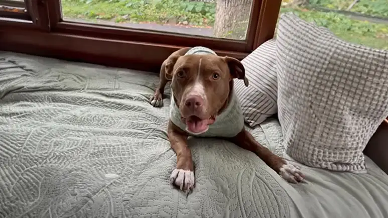 A Hopeful Shelter Dog's New Life