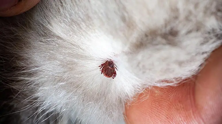 Lyme Disease in Dogs: Should You Be Concerned?